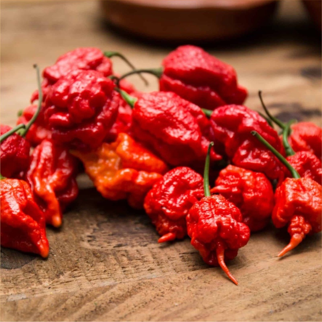 Apa Itu Carolina Chili Pepper? Cabe Terpedas Di Dunia - Monsera